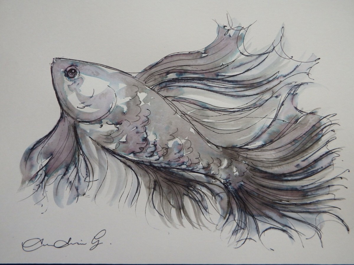 Betta Fish Pencil Drawings The Pencil Box Featured Artists