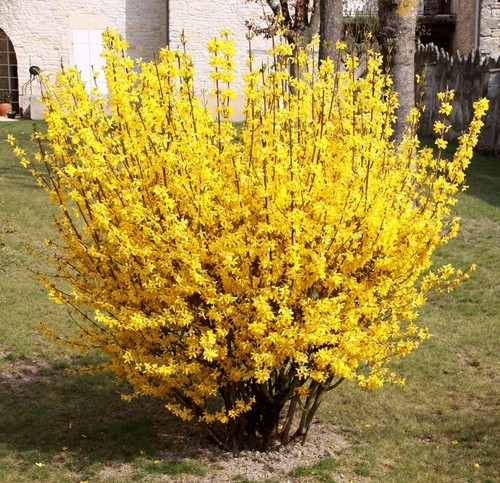 3x Forsythia BRIGHT YELLOW spring flowers green foliage Garden Ready ...