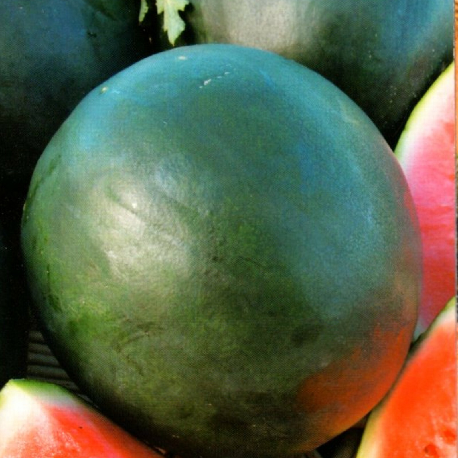 Wassermelonen Melonen Frühe Sorte süß saftig Rosario F1 Hybrid 8 Samen ...