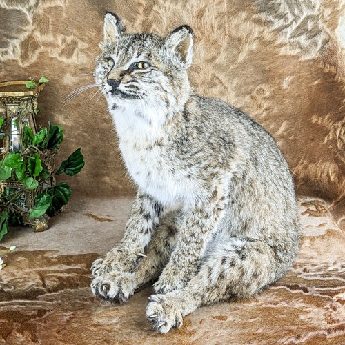 Baby Bobcat Collectible specimen display Taxidermy Oddities curiosities ...