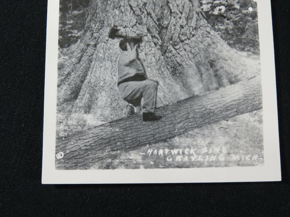 Man Cutting Giant Hartwick Pine Grayling MI RPPC Postcard Antique B6651 ...
