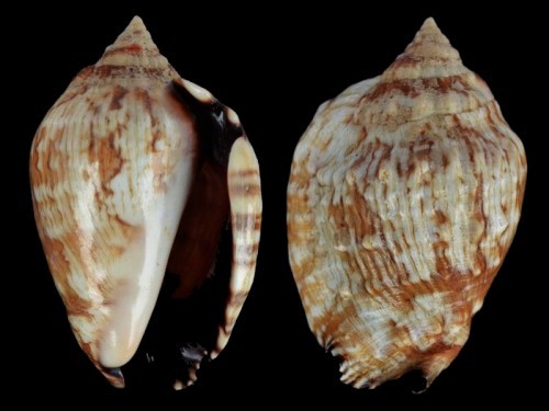 Strombus pipus - Shells from all over the World NEW!!! | eBay