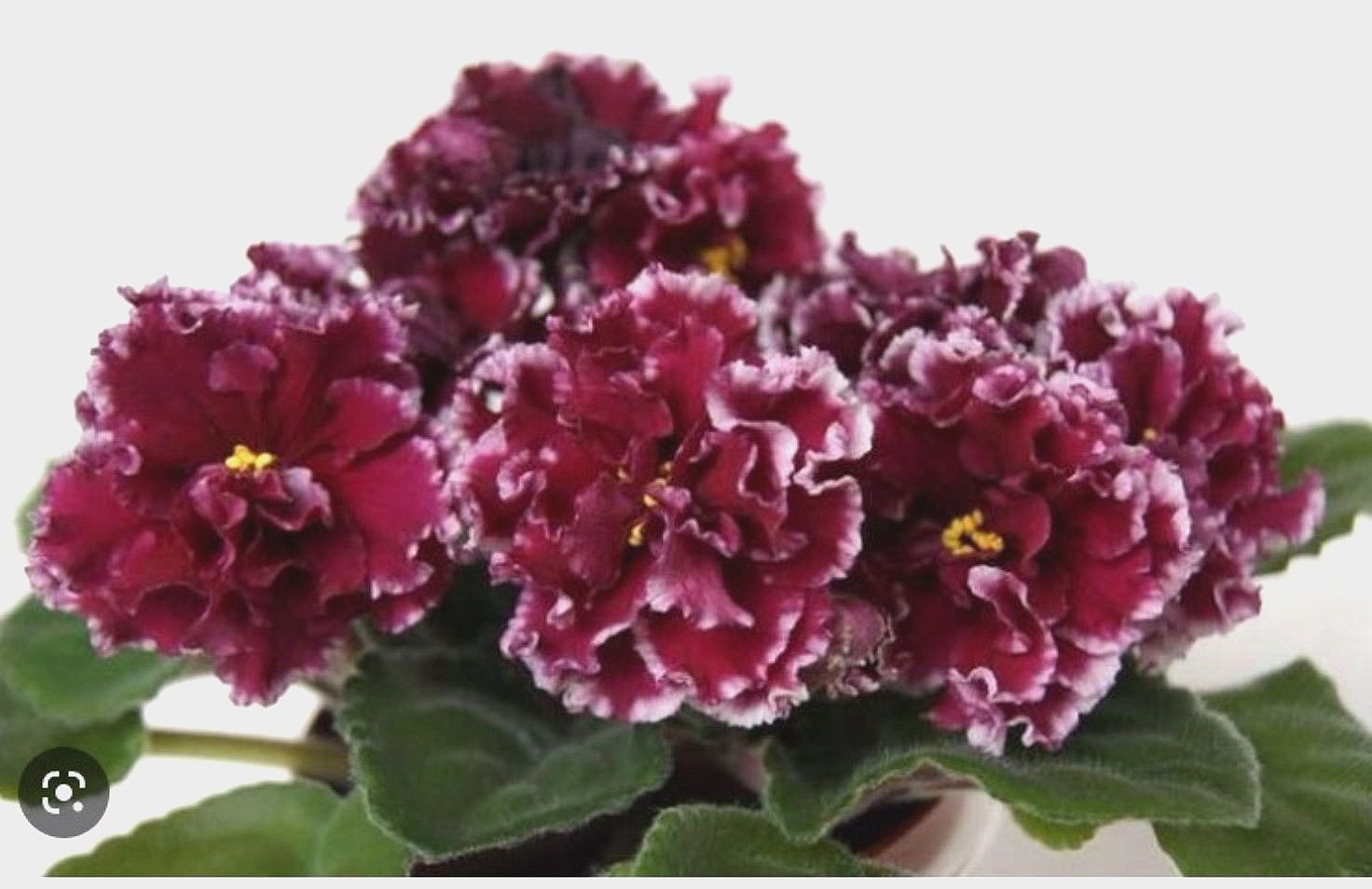 African Violet PLANT ~ LE-MADZSHENTA (Ukr) Big Blooms RARE Huge Plant ...
