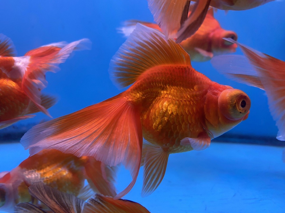 Butterfly Moor Goldfish