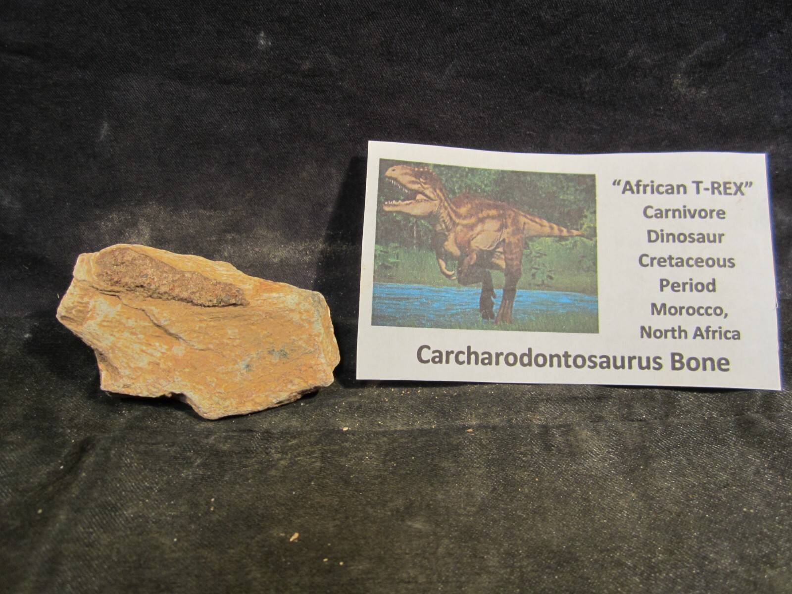 Dinosaurs Bones Carcharodontosaurus Bone African T-Rex Morocco, North ...
