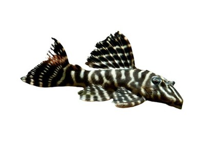 One Zebra Orinoco Pleco L-129 | eBay