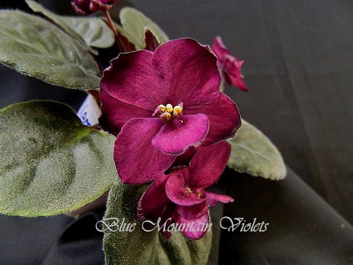 African Violet Plant "Vampires Kiss" | eBay
