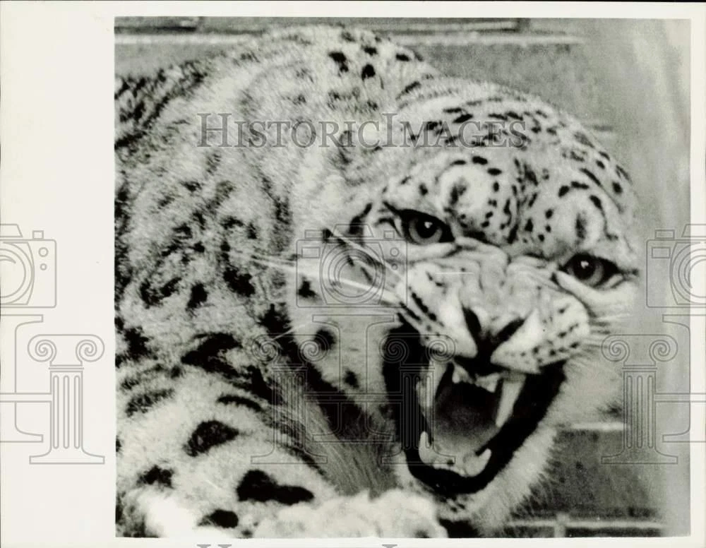Snow Leopard Snarling