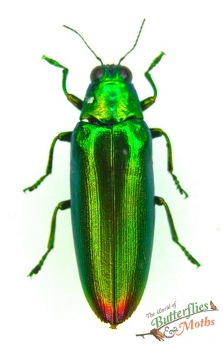 Chrysochroa Fulminans Metallic Green Red Jewel Beetle SET x1 A1-Insect ...