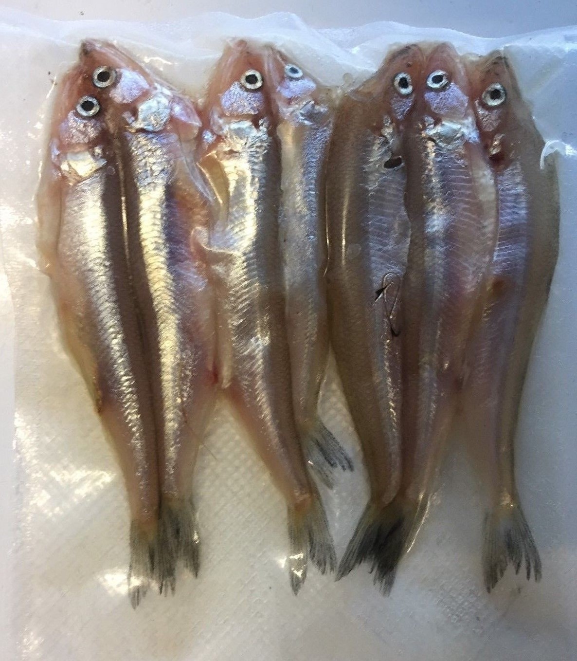 Stint Stinte Smelt Spiering vakuumiert tiefgefroren, Top für Zander ...