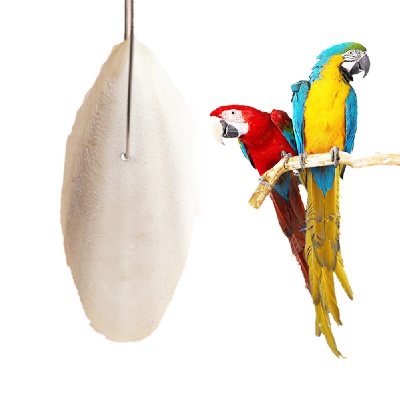 Cuttlefish Bone Cuttlebone For Canary Small To Medium Birds Natural