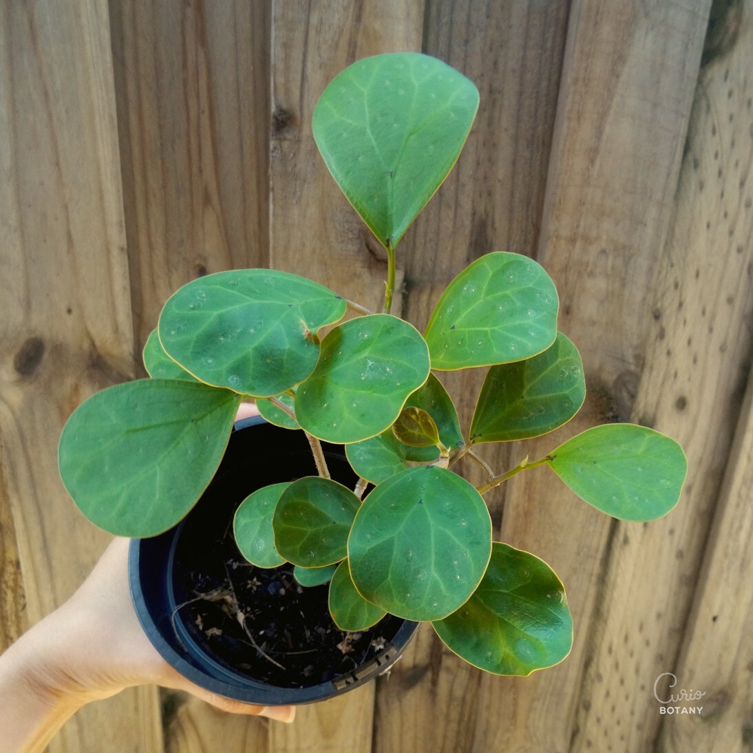 Ficus Deltoidea - Mistletoe Fig - Indoor Houseplant Plant | eBay