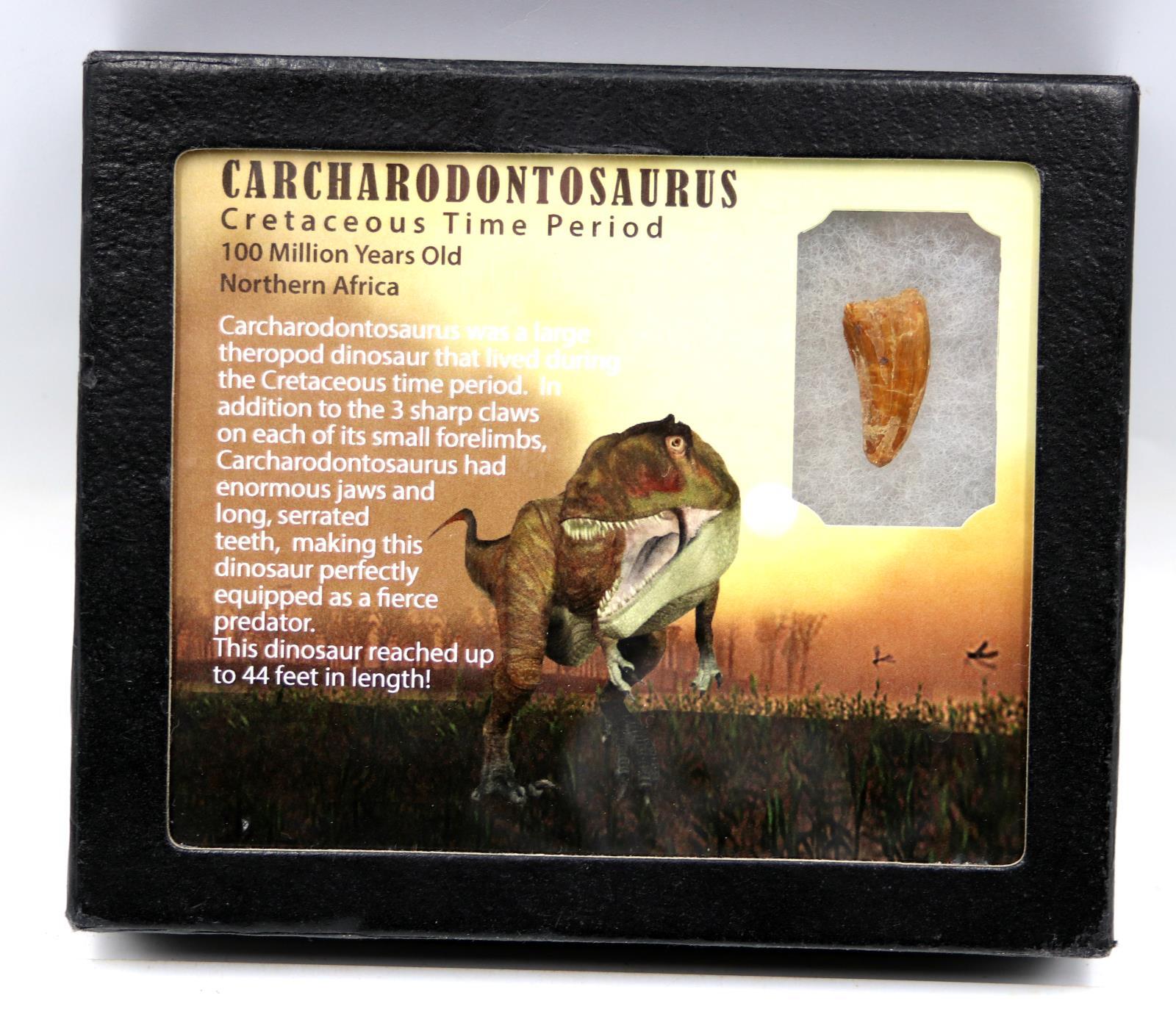Carcharodontosaurus African T-Rex Dinosaur Tooth Fossil 1.047" 18123 | eBay