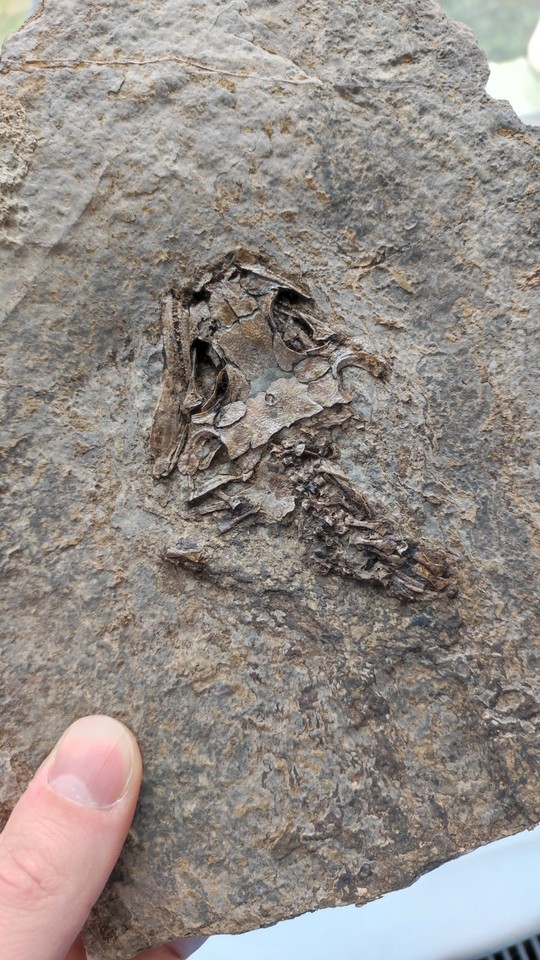 Discosauriscus, permian salamander pre dinosaur, 298 mil, letoverpeton ...