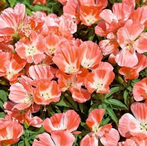 GODETIA SYBIL SHERWOOD 200+seeds Clarkia Salmon Double Cottage Bees ...