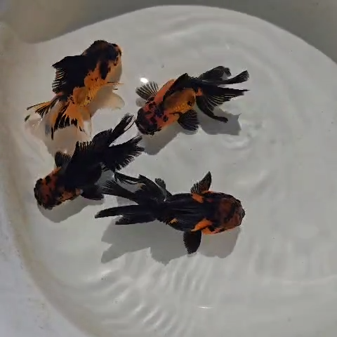 Live Fish Oranda Goldfish Juvenile APACHE Red Black 2-2.5 inch Volume ...