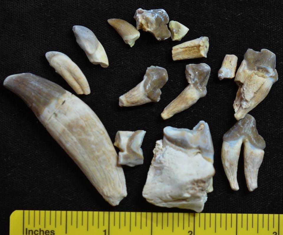Rare Large Dog Associated Teeth, Daphoenus felinus, Fossils, Oligocene ...