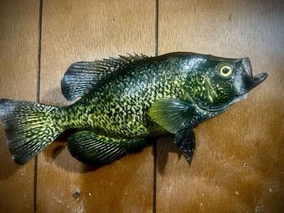 13 Inch Crappie Taxidermy Mount! | eBay