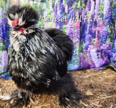 Silkie Hatching Eggs Mottled 6, Satin, Showgirl, Frizzle NPIP & AI ...