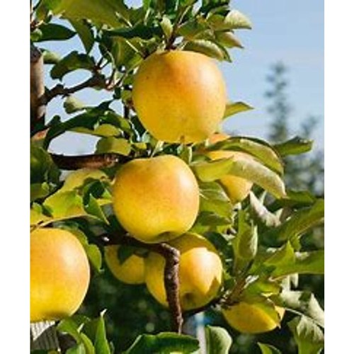 Nice Gold Rush apple tree seedling shipping now, bareroot 2 ft tall. | eBay