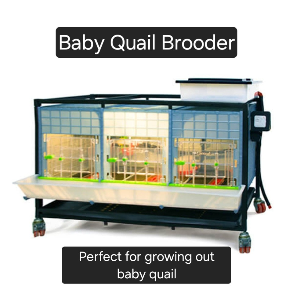 Quail Breeding Kit – 5-Layer Cage, Incubator, Brooder & Egg Turner ...