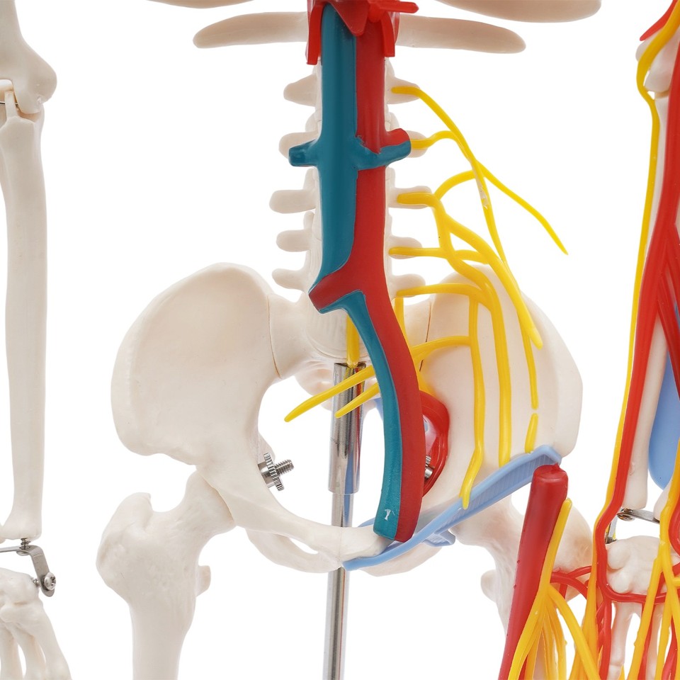 Human Skeleton Model PVC Skeleton Model For Medical Classrooms ...