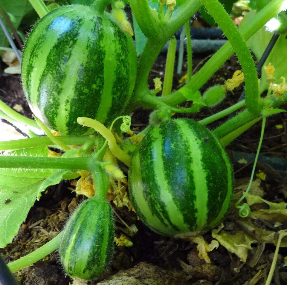 Cucumis melo var. chate 'Smooth Round Carosello from Manduria' SEEDS ...