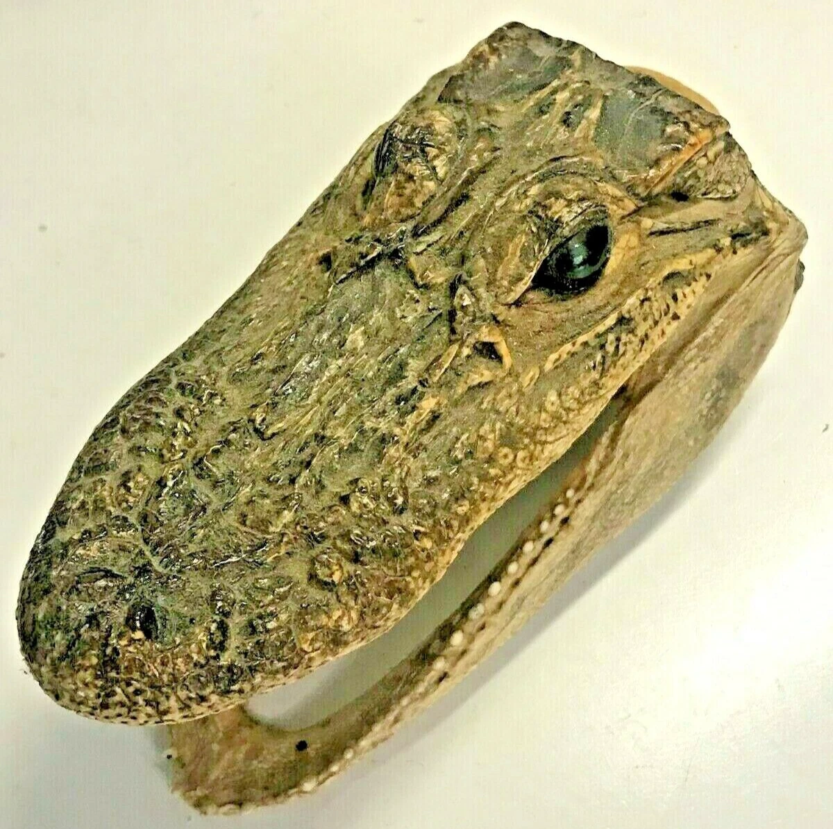 Crocodile Head Open Mouth