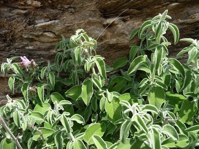 Wild Sage Plant