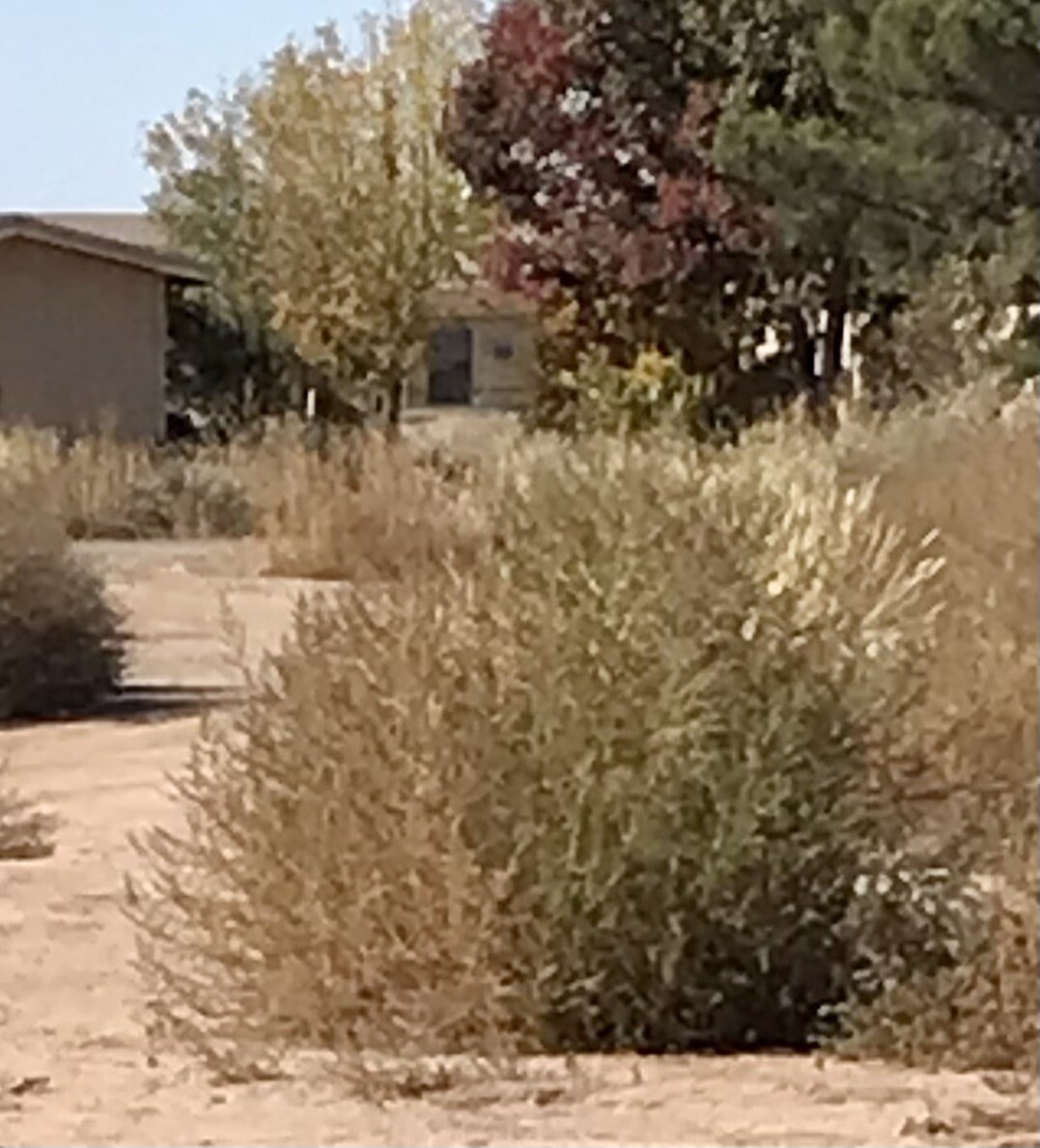 Images Tumbleweed Tumbleweed Storm