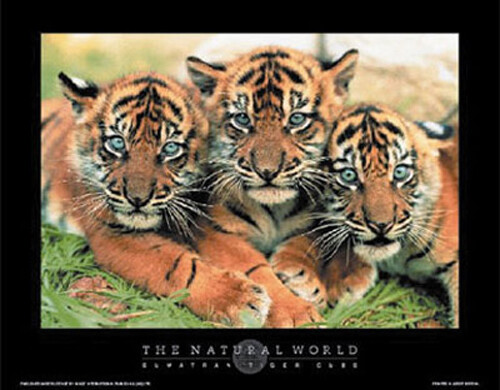 Tiger Cubs Mini Poster (40x50cm) | eBay Australia