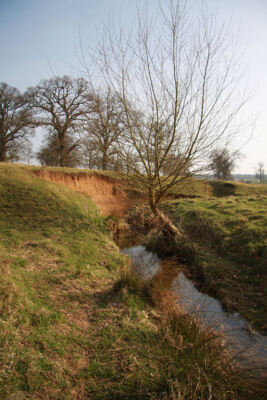 Photo 6x4 River Linnet in Ickworth Park Horringer This 'river' c2009 ...