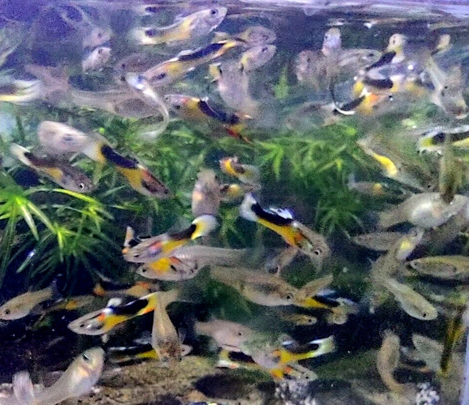 YELLOW TUXEDO Endler Guppy- TWO TRIO's (2 Trio's + 1 FREE PAIR (3M/5F ...