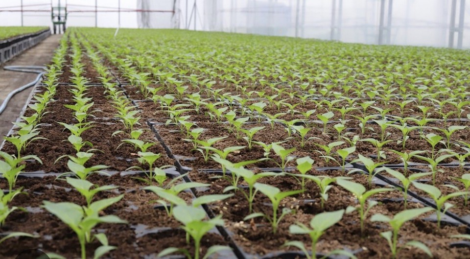 3x SWEET BELL PEPPER PLUG PLANTS. RED, ORANGE, YELLOW Large Plants ...