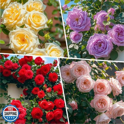 150+ Mix Climbing Rose Seeds for Planting Outdoors-Perennial Rose ...