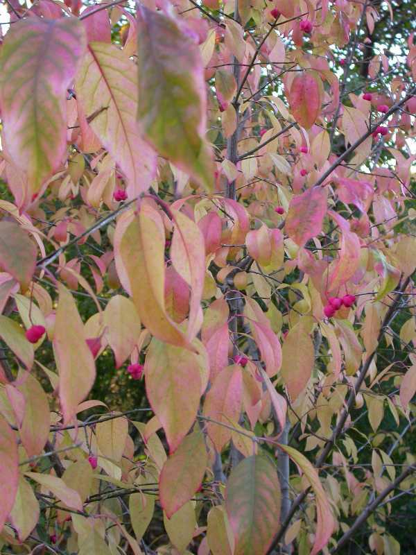 Wahoo Burning Bush, Euonymus atropurpurea Seeds (Showy, Fall Color ...