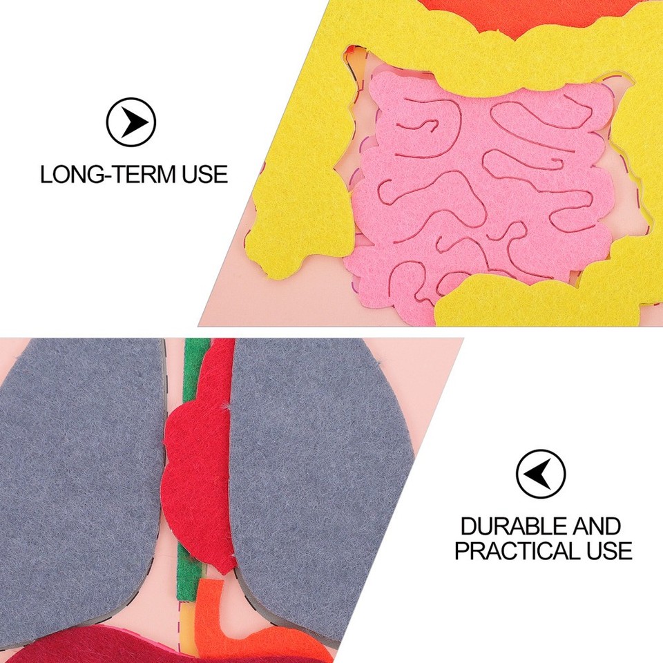 3 Sets Organs Plaything Diy Toy Anatomy Toys Assembly Kit Human Body ...