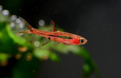 6 Redfin Mosquito Rasbora Boraras Brigittae Live Freshwater Aquarium ...