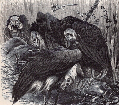 Old Antique Victorian Era Vintage 1895 PONDICHERRY VULTURES Bird Print ...
