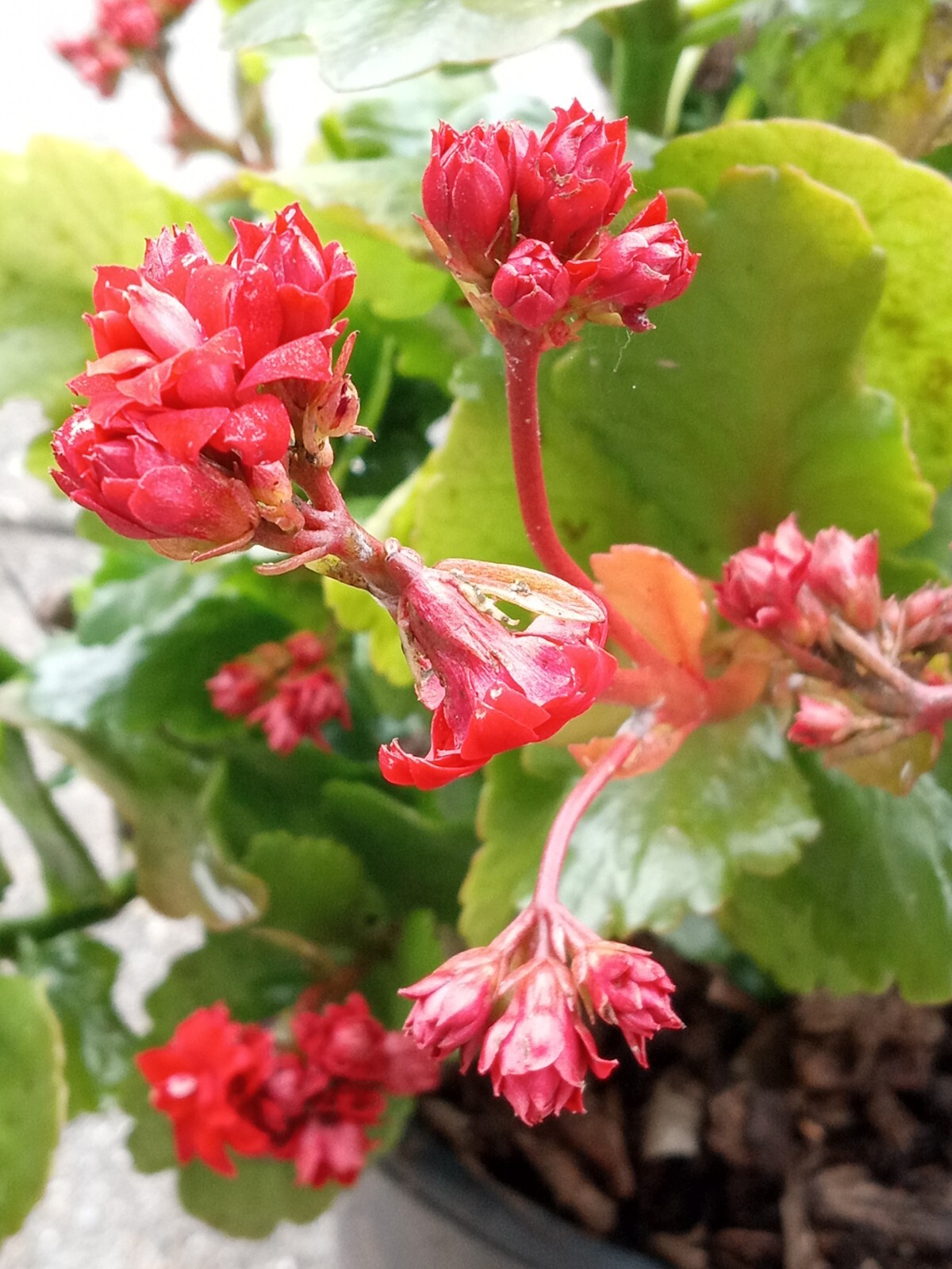Red Kalanchoe Blossfeldiana Calandiva 长寿花 Double Blooming Live ...