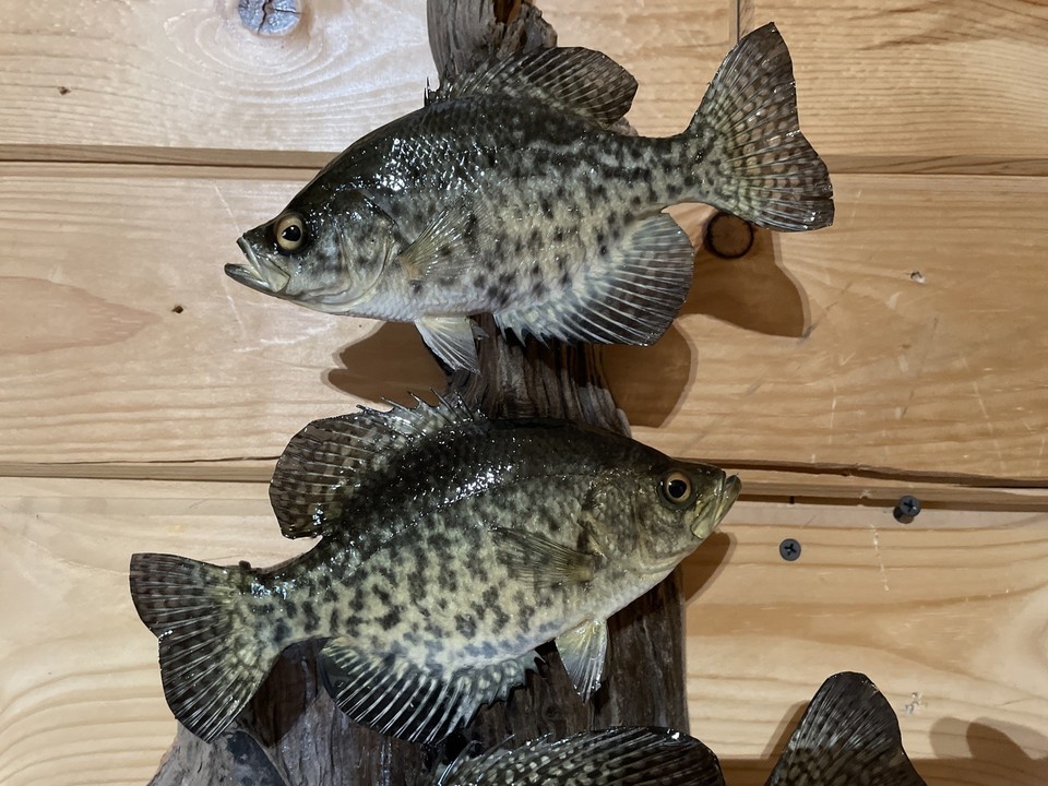 New Real 3 Skin Crappie perch Taxidermy Wall Mount On Driftwood ...