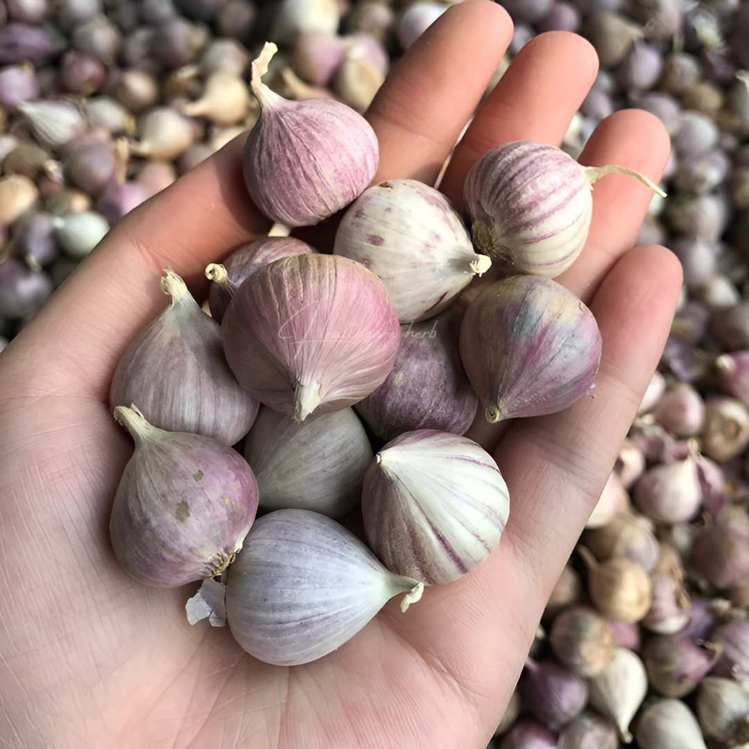 Clove Of Garlic Can You Eat Raw Garlic? Benefits And Downsides