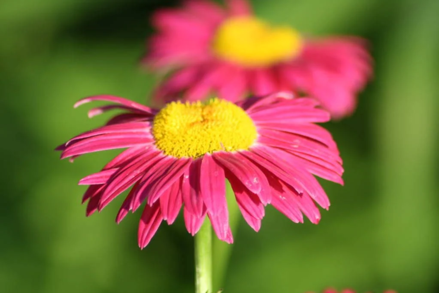 100 Mixed Colors ROBINSONS PAINTED DAISY Chrysanthemum Pink Red Rose ...