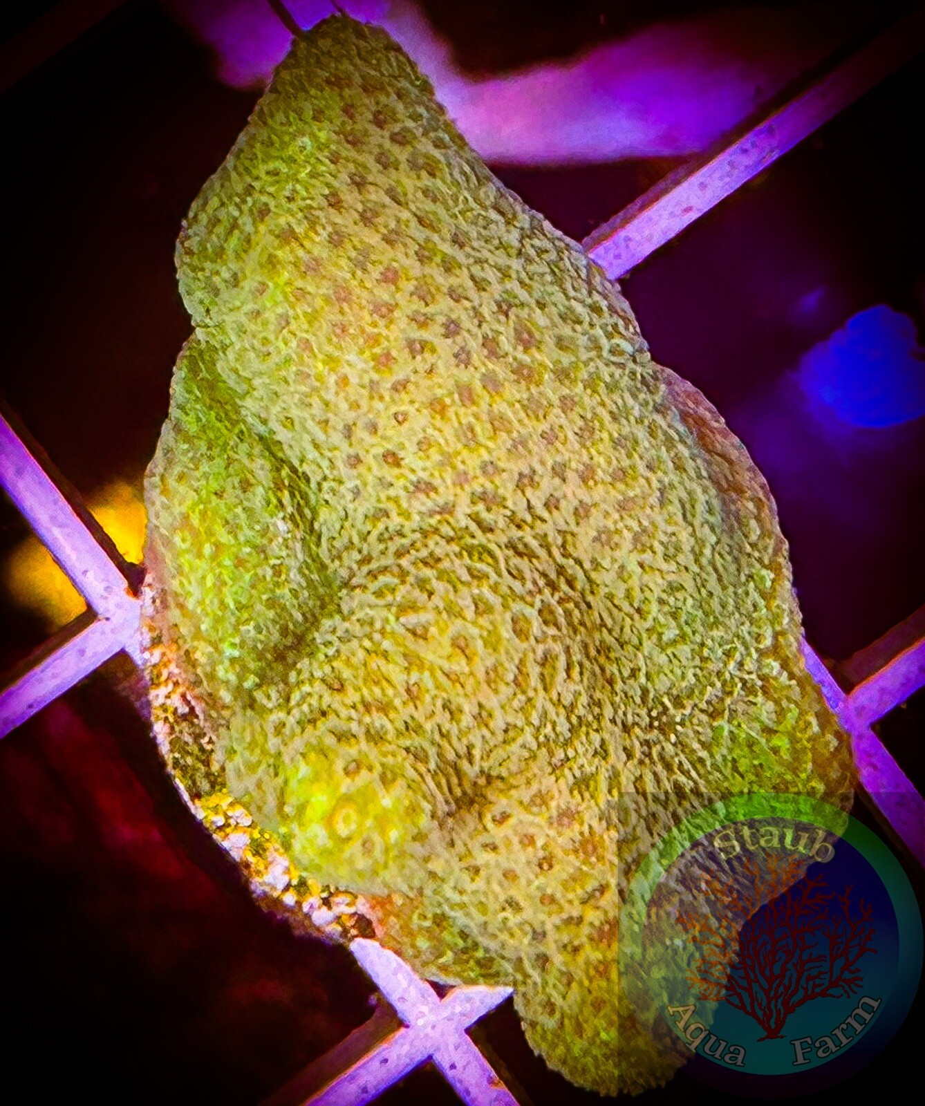 SAF~Gold Porites Coral Frag “WYSIWYG”, SPS, Live Coral Colony, Porites ...