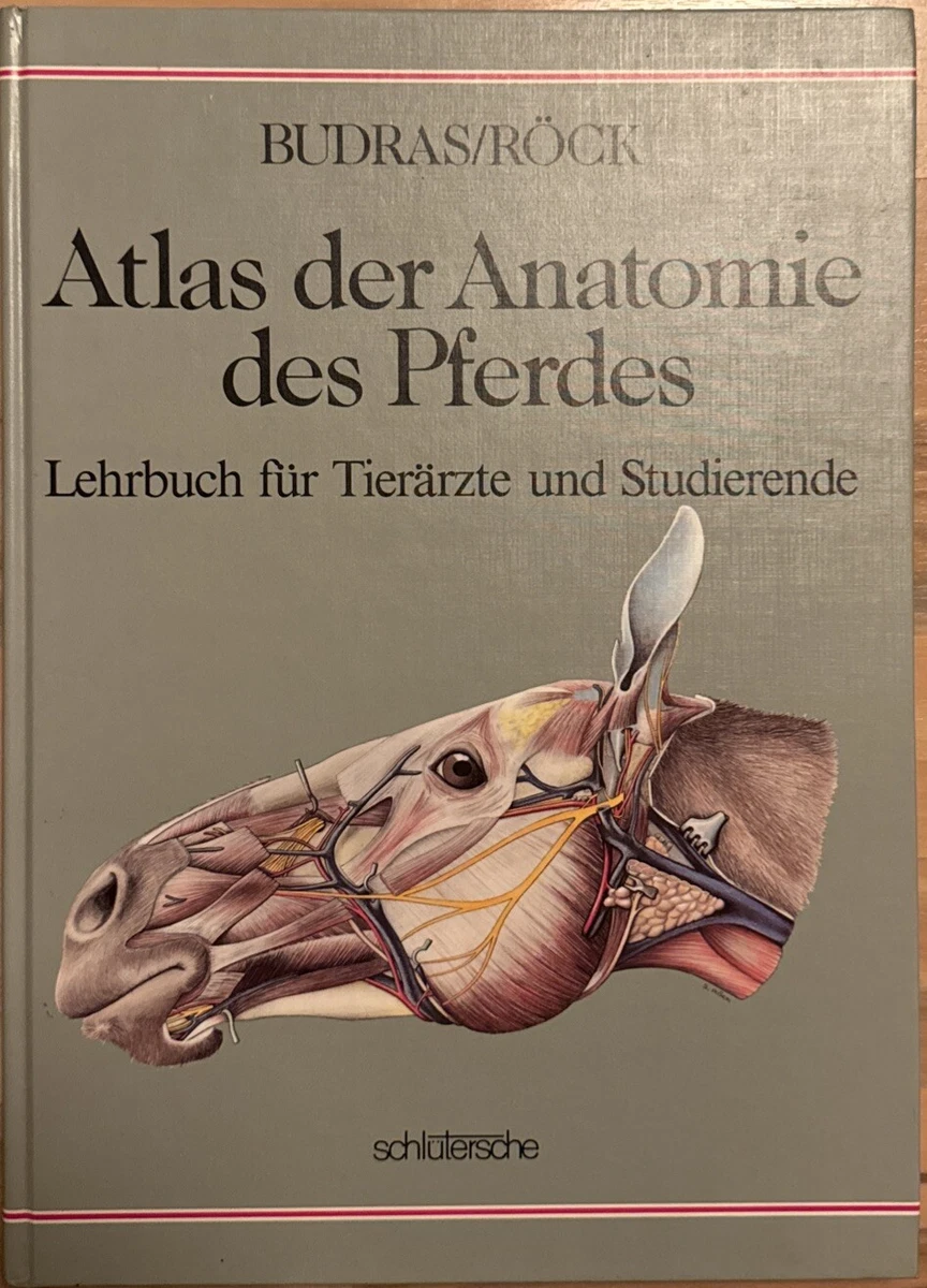 Anatomie Des Pferdes, Vorderansicht