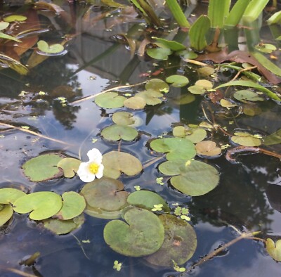 3X BABY FROGBIT PLANTS FLOATING POND PLANTS AQUARIUM/POND UK ONLY UK ...