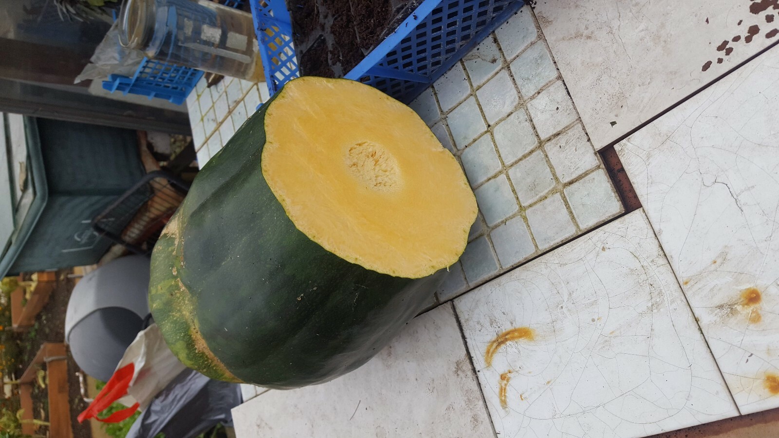 Lunga Invernale Di Napoli 5 SEEDS- BUY 2 GET 1 FREE Long Italian ...