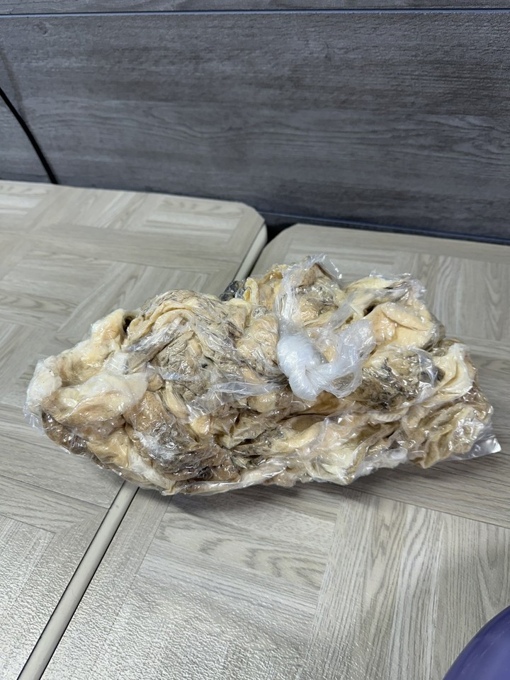 Organic Raw Texel Sheep Wool Locally Sourced Uncleaned Unbleached ...