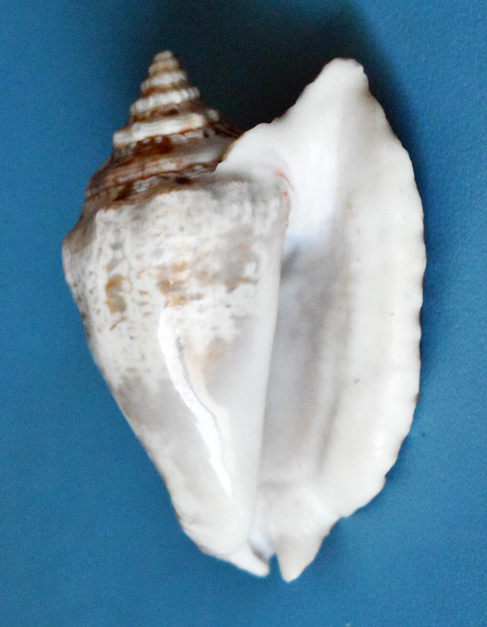 SEA SHELL - COQUILLAGES - STROMBIDAE - STROMBUS RANINUS 55,40mm | eBay