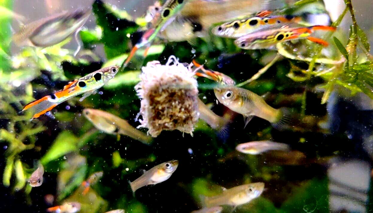 PURE RUSSIAN RED STAECK Endler's 3 Pairs (2 Pair+ One Free Pair (3M/3F ...